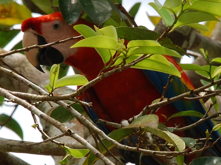 Climate Impact Partners Carbon Credits Store - Empowering Action ...